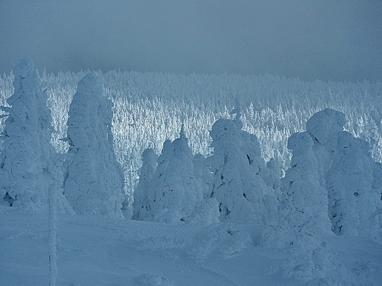 ZAO MIYAGI JAPAN | マウンテンフィールド宮城蔵王すみかわ